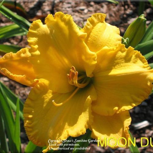 Daylily (Hemerocallis 'Moon Dust') in the Daylilies Database - Garden.org