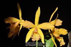 Our Orchid blooms in December 2012 in the Orchids forum - Garden.org