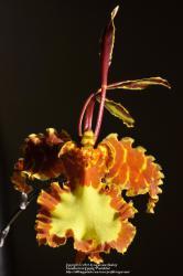 Our Orchid blooms in December 2012 in the Orchids forum - Garden.org