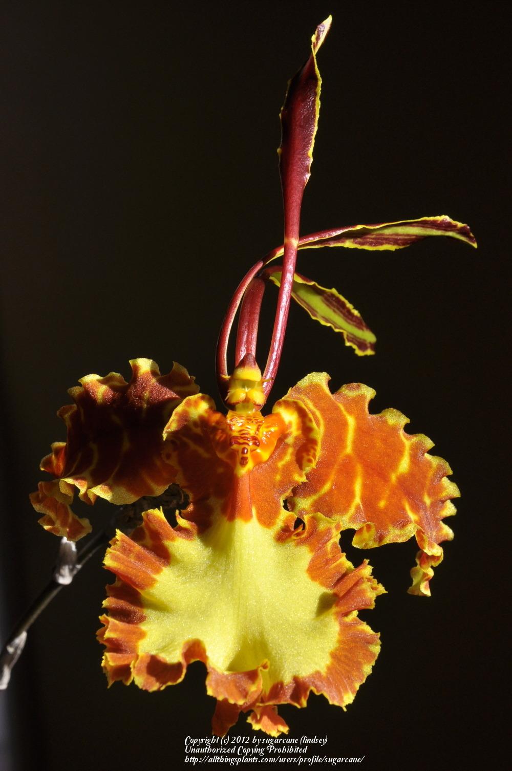 Our Orchid blooms in December 2012 in the Orchids forum - Garden.org