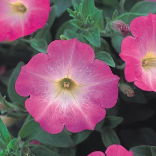 Multiflora Spreading/Trailing Petunia (Petunia Opera Supreme™ Pink Morn ...