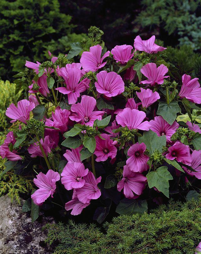 Annual Mallow (Malva trimestris 'Novella') - Garden.org