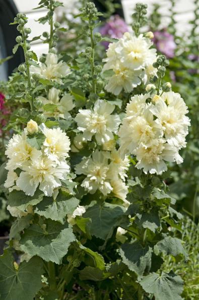 Photo of the bloom of Hollyhock (Alcea rosea Spring Celebrities™ Lemon) posted by SongofJoy ...