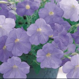 Multiflora Spreading/Trailing Petunia (Petunia Opera Supreme™ Light ...