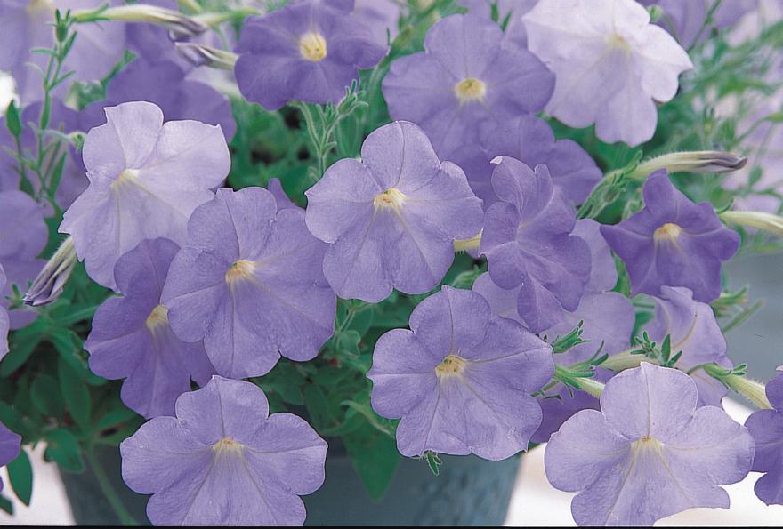 Multiflora Spreading/Trailing Petunia (Petunia Opera Supreme™ Light ...
