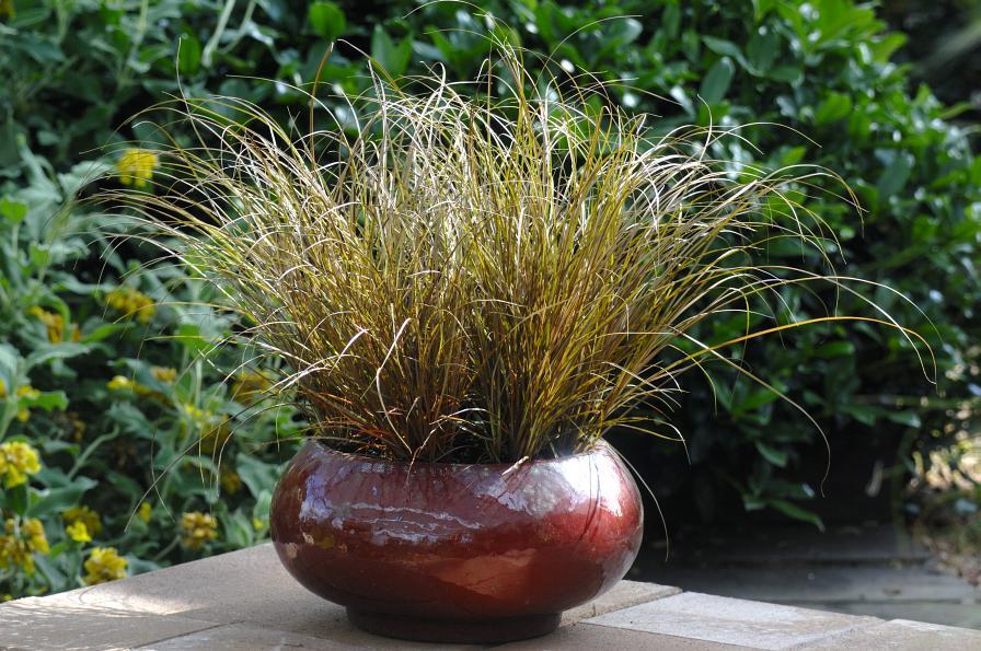 Photo of the entire plant of Weeping Brown Sedge (Carex flagellifera ...