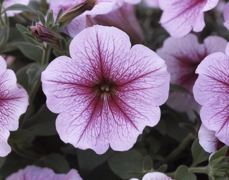 Multiflora Spreading/Trailing Petunia (Petunia Opera Supreme™ Raspberry ...