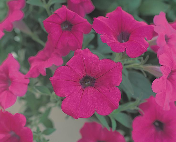 Multiflora Spreading/Trailing Petunia (Petunia Opera Supreme™ Purple ...