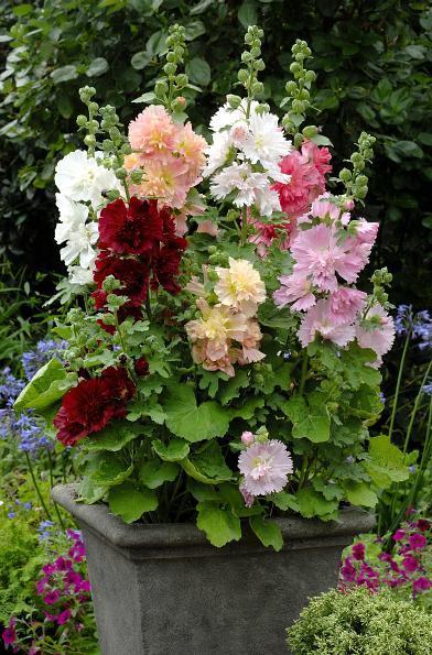 Hollyhock (Alcea rosea Spring Celebrities™ Formula Mix) - Garden.org