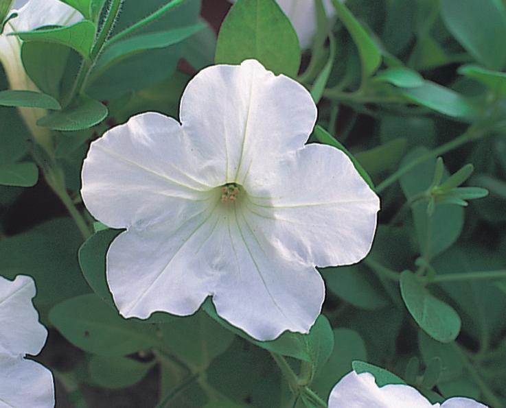 Photo of the bloom of Multiflora Spreading/Trailing Petunia (Petunia ...