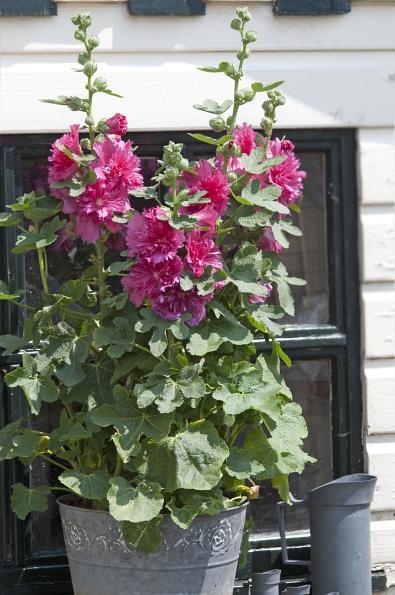 Photo of the bloom of Hollyhock (Alcea rosea Spring Celebrities ...
