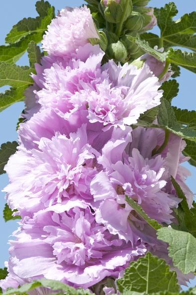 Hollyhock (Alcea rosea Spring Celebrities™ Lilac) - Garden.org
