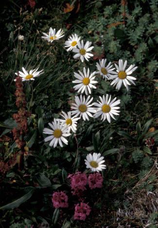 Arctic Daisy (Chrysanthemum arcticum) - Garden.org