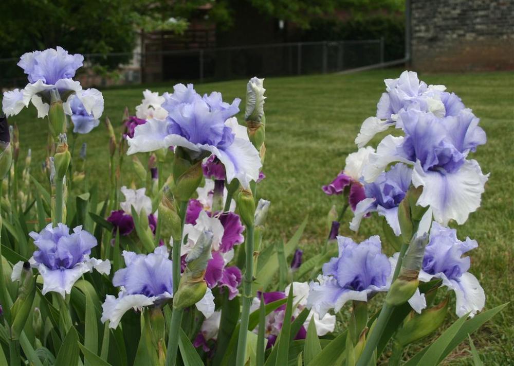 Photo of the bloom of Tall Bearded Iris (Iris 'Queen of Elegance ...