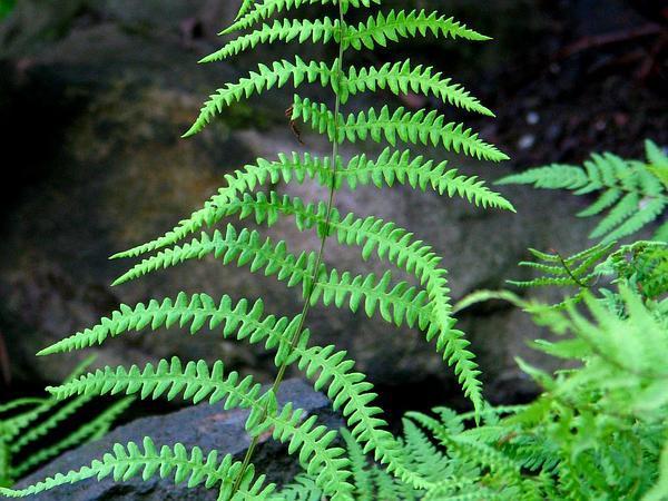 Meadow Fern (Thelypteris palustris) - Garden.org