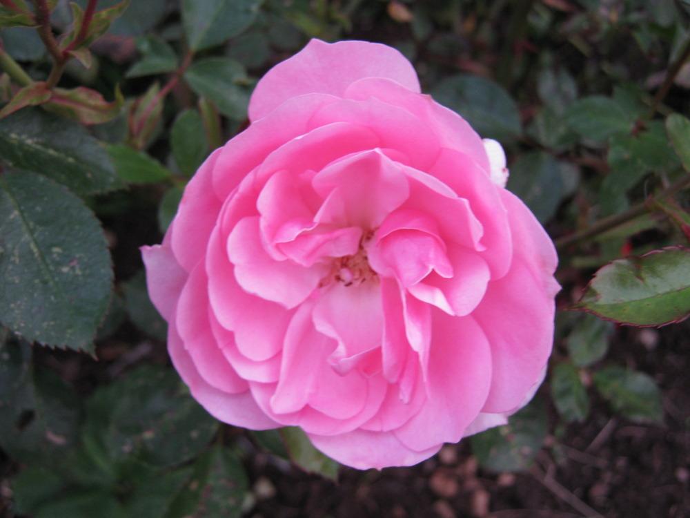 Rose (Rosa 'Pink Fairy') in the Roses Database - Garden.org