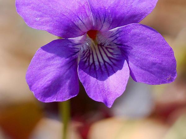 Photo of the bloom of Labrador Violet (Viola labradorica) posted by ...