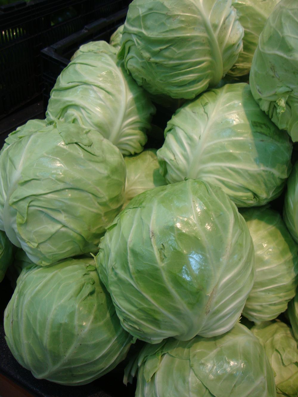 Starting Brassicas - Garden.org