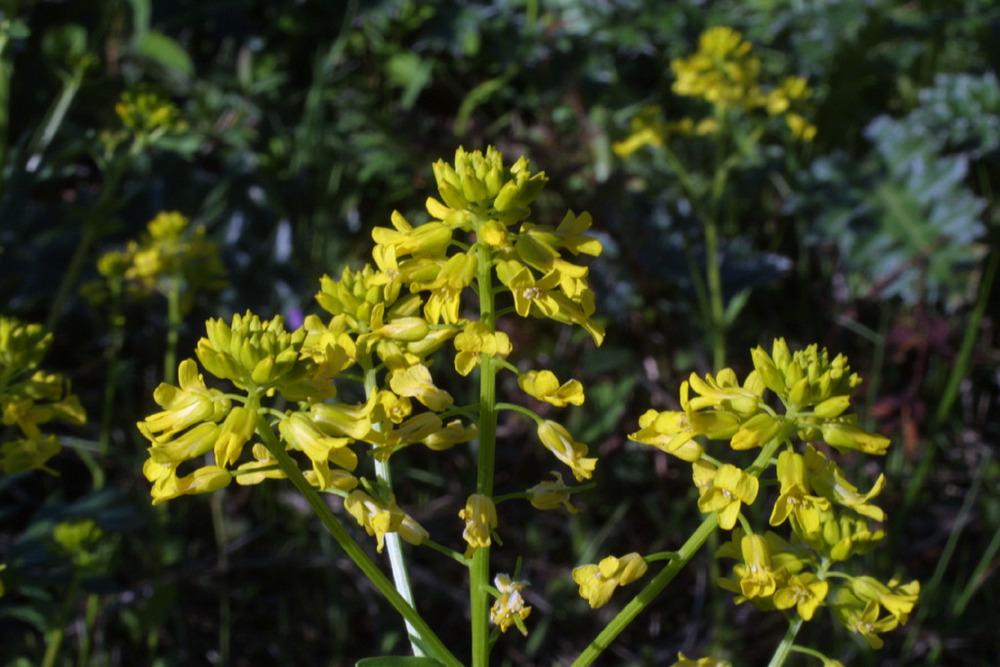 Photo of the bloom of Common Wintercress (Barbarea vulgaris) posted by ...