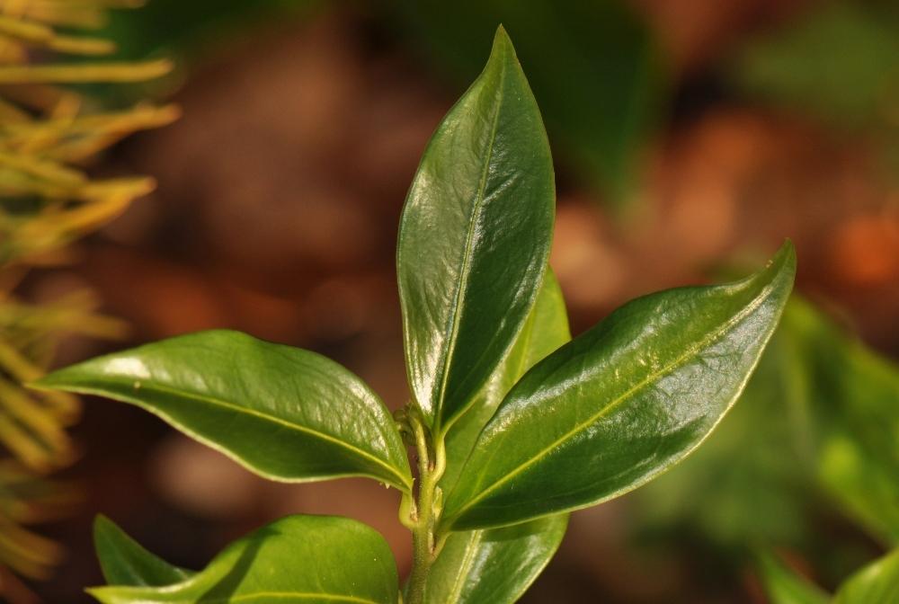 Photo of the leaves of Fragrant Sweet Box (Sarcococca ruscifolia ...