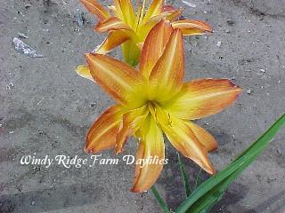 Daylily (Hemerocallis 'Torch Singer') in the Daylilies Database ...