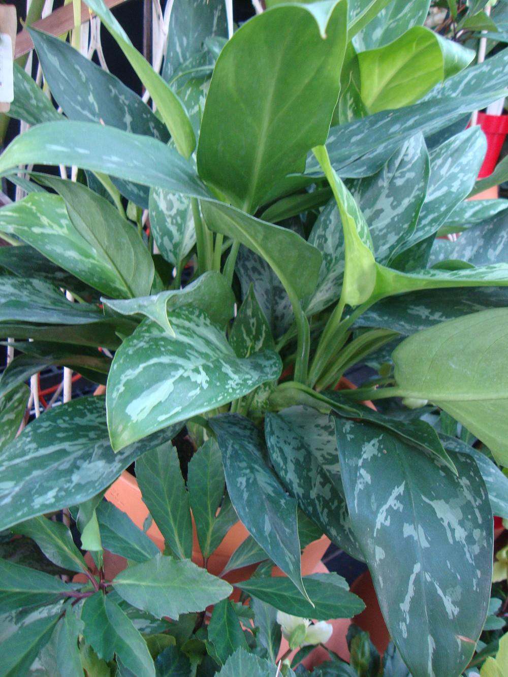 Aglaonemas: Plant Care and Collection of Varieties - Garden.org