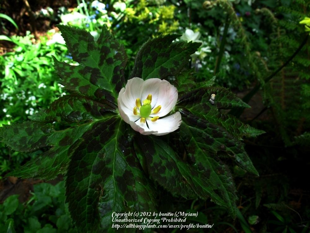 Himalayan Mayapple (Sinopodophyllum hexandrum subsp. hexandrum 'Majus ...