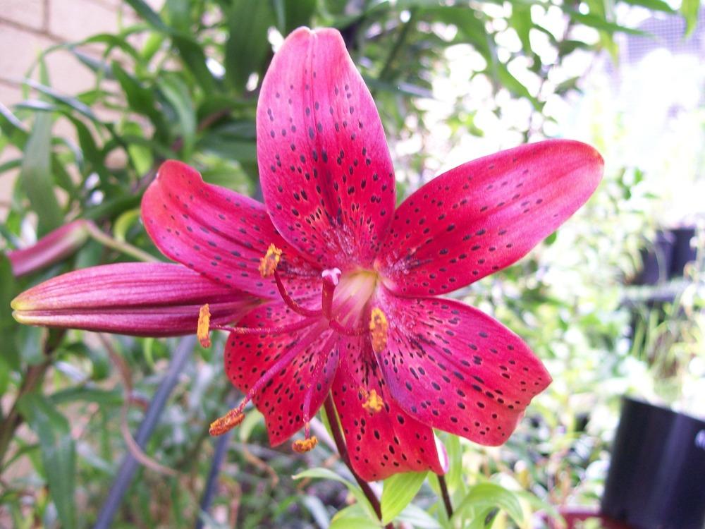 Lily (Lilium 'Rascal') in the Lilies Database - Garden.org