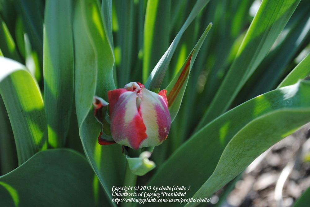 Photo of the closeup of buds, sepals and receptacles of Parrot Tulip ...