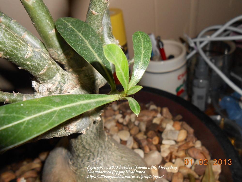 care for a desert rose that didn't go dormant in the Adeniums forum ...
