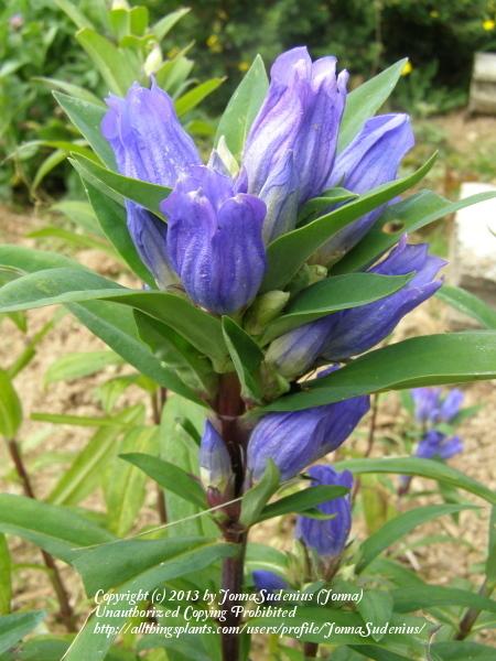Photo of the bloom of Gentian (Gentiana makinoi) posted by ...