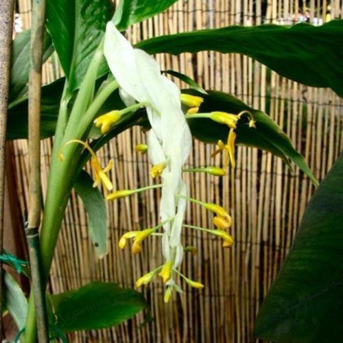 Dancing Ladies Ginger (Globba winitii 'White Dragon') - Garden.org