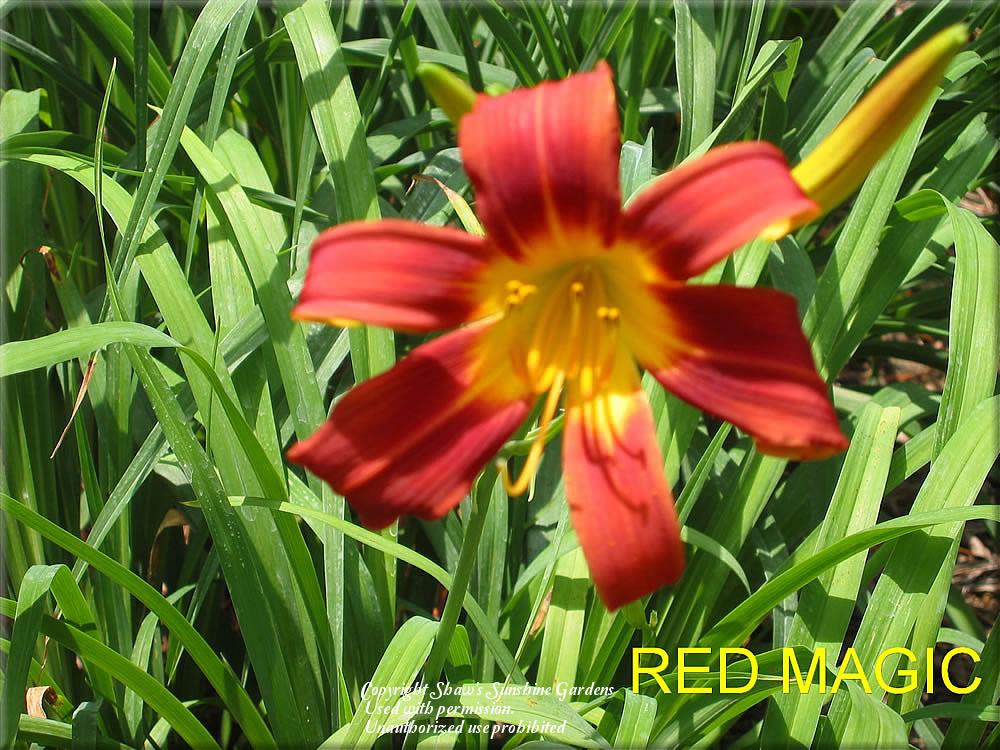 Photo of the bloom of Daylily (Hemerocallis 'Red Magic') posted by vic ...