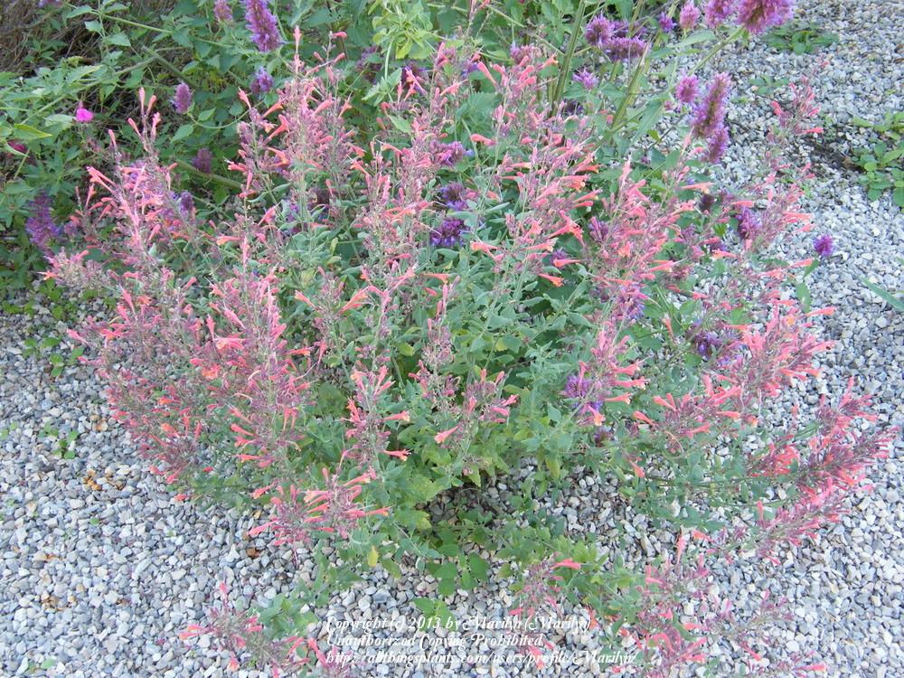 Photo of the entire plant of Red Hummingbird Mint (Agastache aurantiaca ...