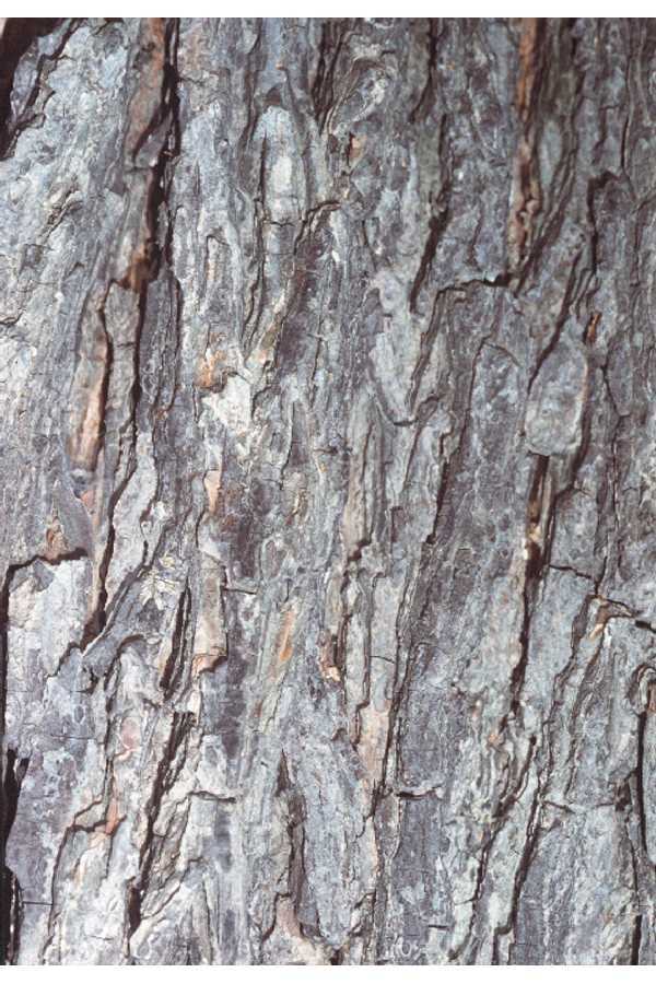 Photo of the stem, scape, stalk or bark of Pecans (Carya illinoinensis ...