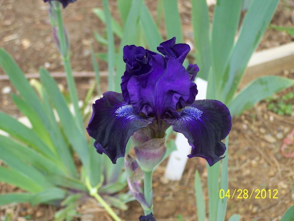 Photo of the bloom of Intermediate Bearded Iris (Iris 'Star in the ...