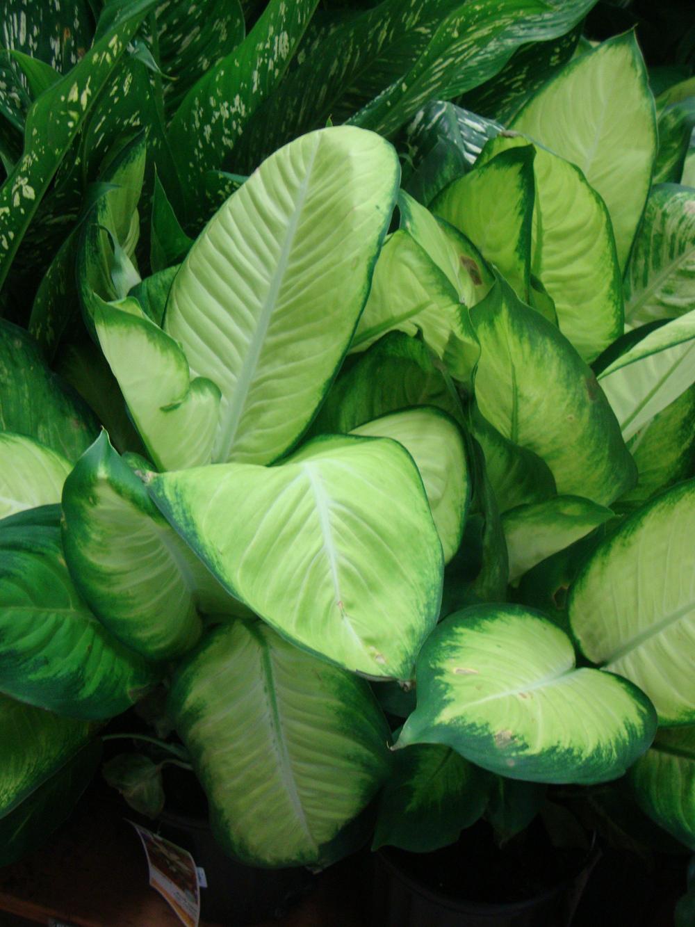 Dieffenbachias: Plant Care and Collection of Varieties - Garden.org