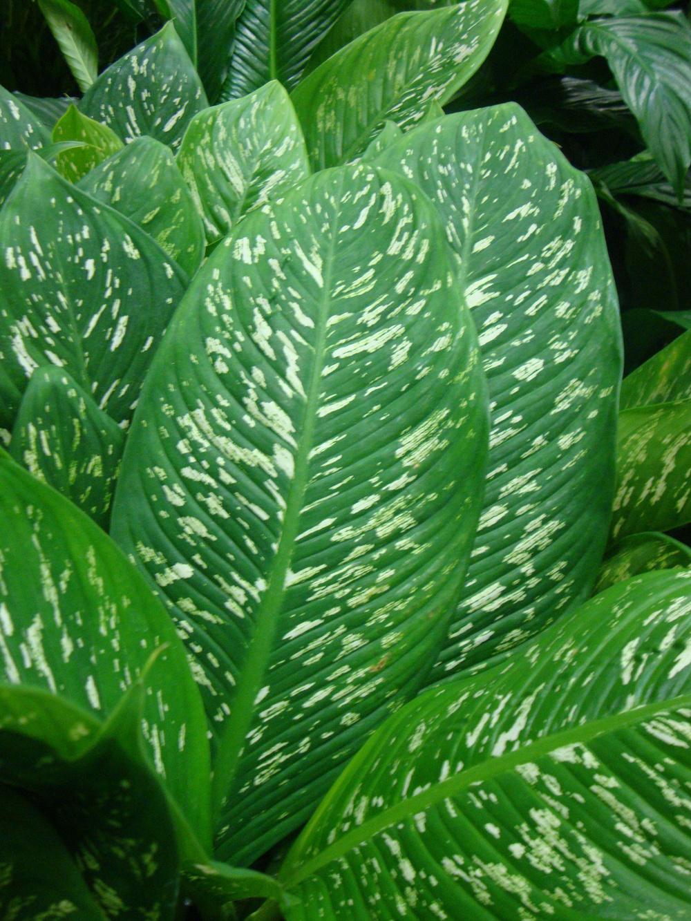 Dieffenbachias: Plant Care and Collection of Varieties - Garden.org