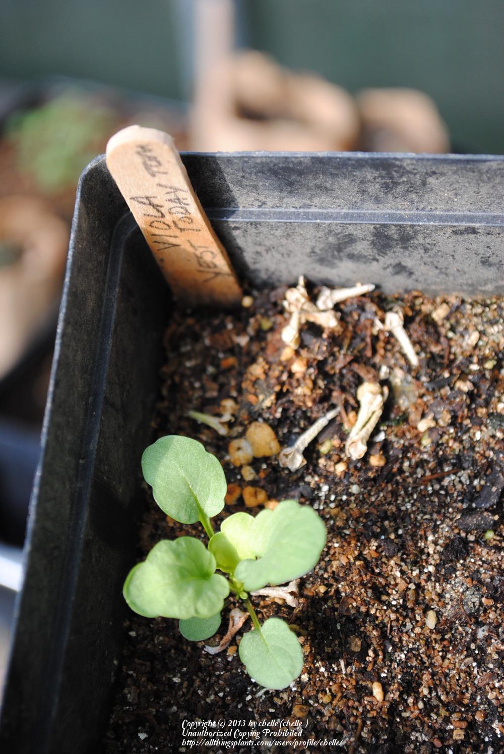 Viola 'Yesterday Today & Tomorrow' in the Violas Database - Garden.org