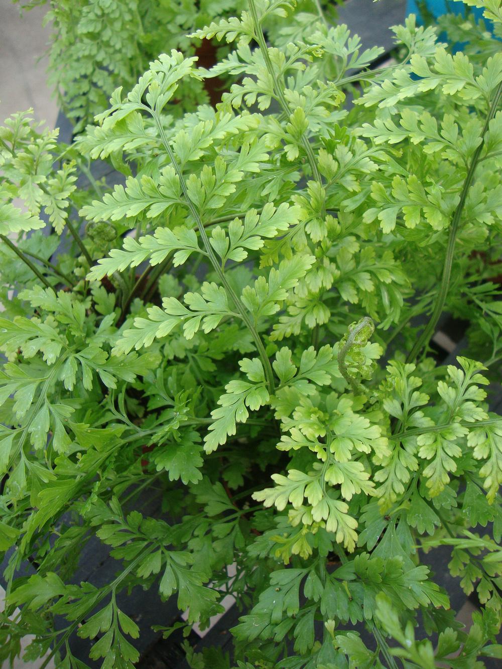 Mother Shield Fern (Polystichum proliferum) - Garden.org