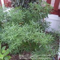 Tree Senna (Senna corymbosa) - Garden.org