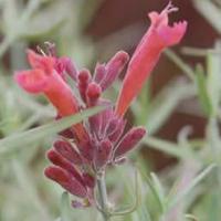 Photo of the bloom of Threadleaf Giant Hyssop (Agastache rupestris ...