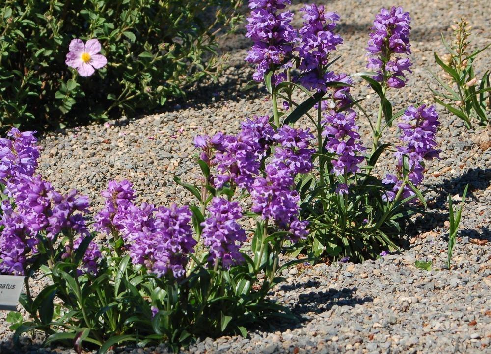 Dark Blue Penstemon (Penstemon virgatus) in the Penstemons Database ...