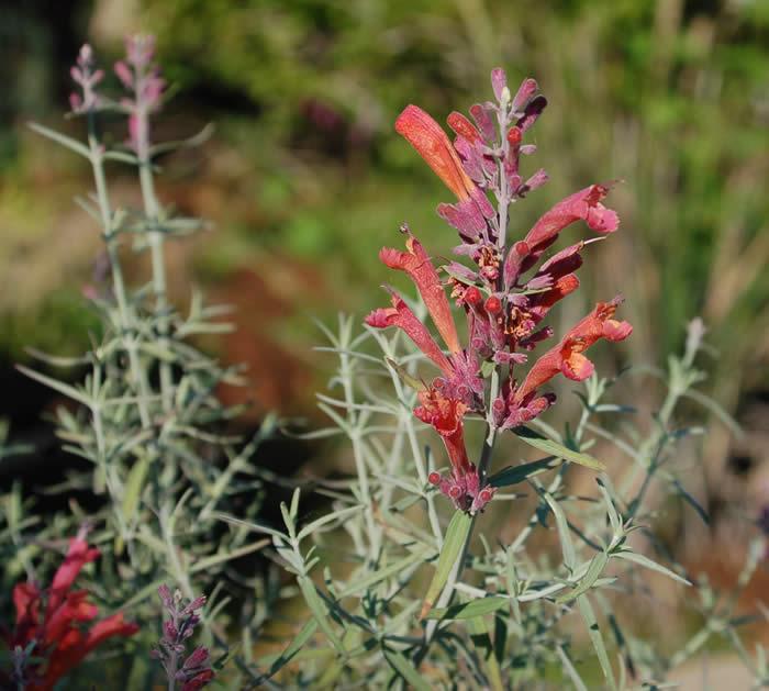 Photo of the leaves of Threadleaf Giant Hyssop (Agastache rupestris ...