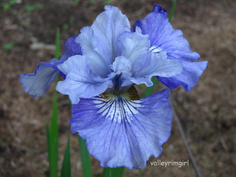 Siberian Iris (Iris 'Countess Cathleen') in the Irises Database ...