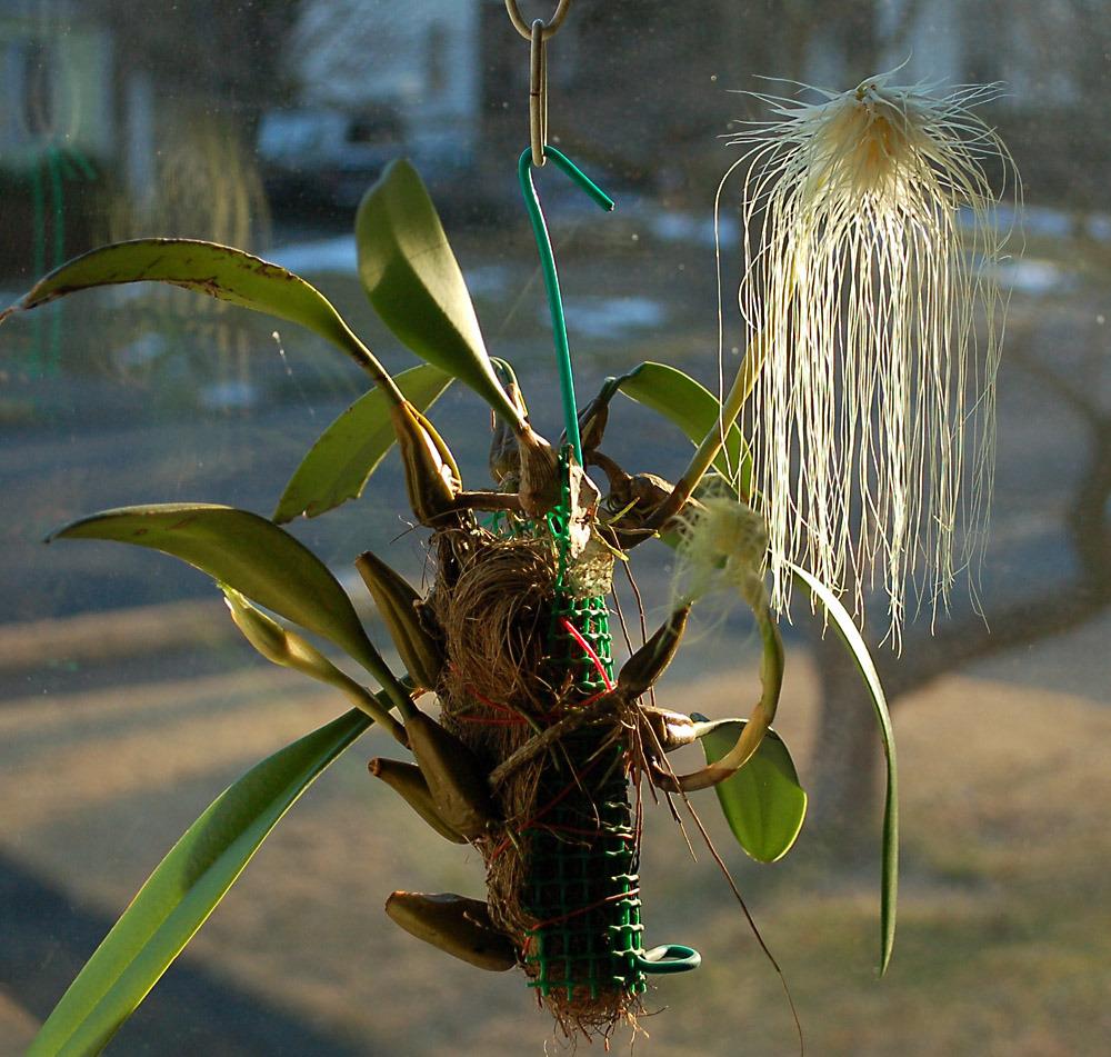 Photo of the entire plant of Medusa Orchid (Bulbophyllum medusae ...