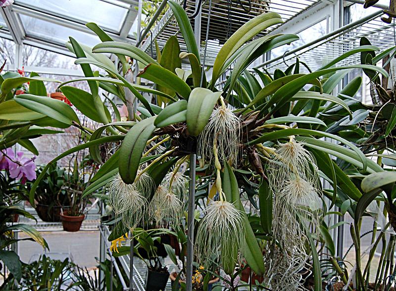 Photo of the entire plant of Medusa Orchid (Bulbophyllum medusae ...