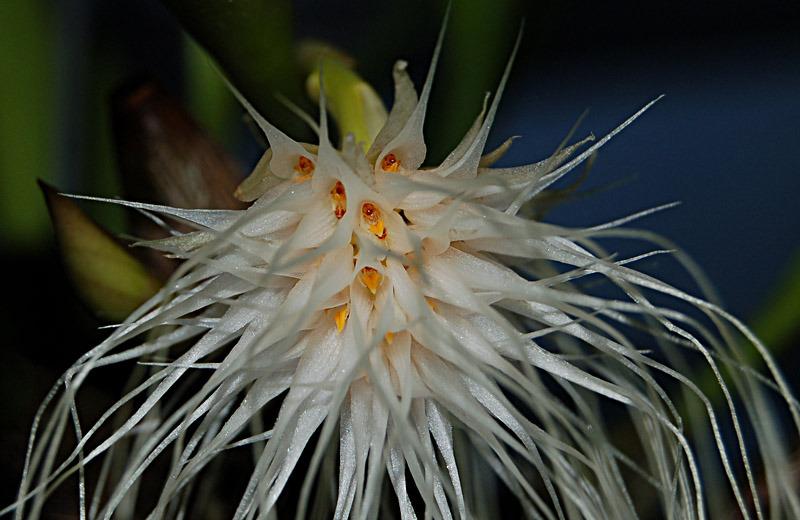 Photo of the bloom of Medusa Orchid (Bulbophyllum medusae) posted by ...