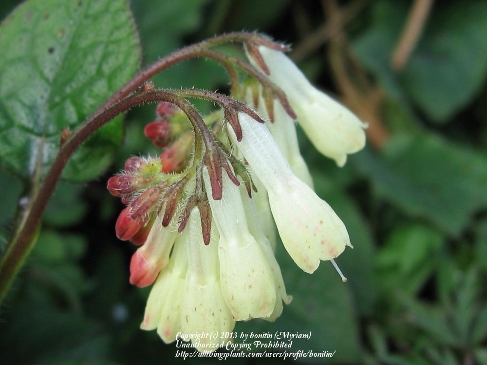 Dwarf Comfrey (Symphytum grandiflorum 'Saphir') - Garden.org