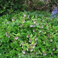 Dwarf Comfrey (Symphytum grandiflorum) - Garden.org